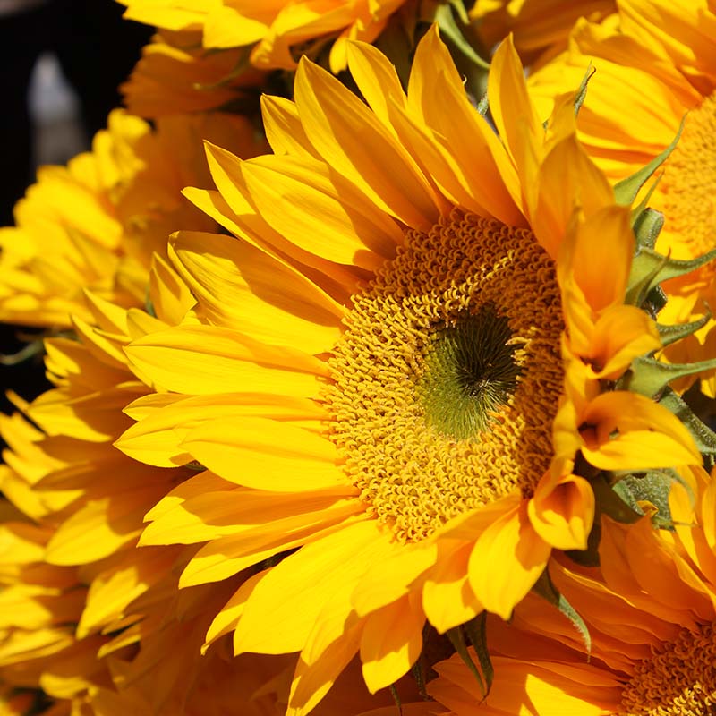 Sunflower Sunrich Gold F1 Seed – Harris Seeds