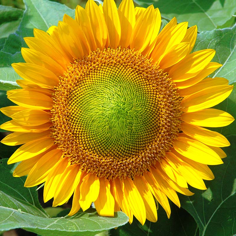 Sunflower Sunrich Gold F1 Seed – Harris Seeds