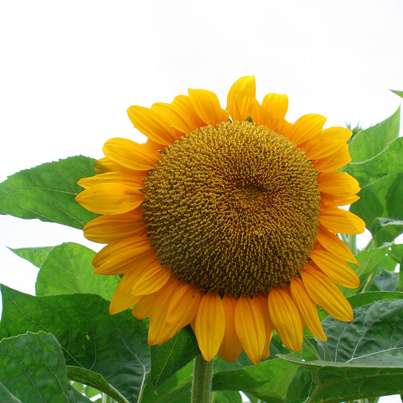 Sunflower Sunrich Gold F1 Seed – Harris Seeds