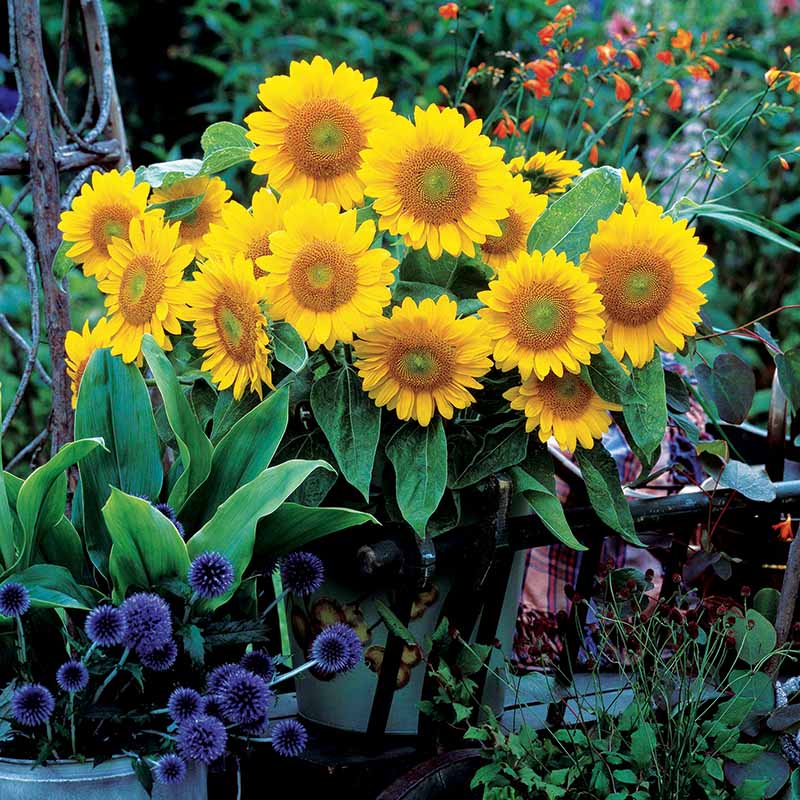 Sunflower Sunrich Gold F1 Seed – Harris Seeds