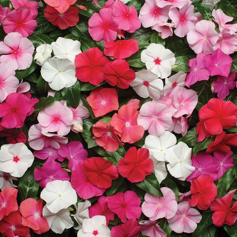 Vinca Pacifica XP Mix Seed – Harris Seeds