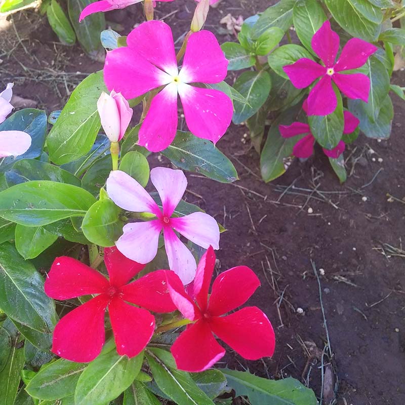 Vinca Pacifica XP Mix Seed – Harris Seeds