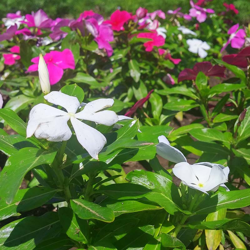 Vinca Pacifica XP Mix Seed – Harris Seeds