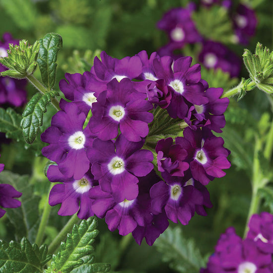 Verbena Obsession Mix Seed – Harris Seeds
