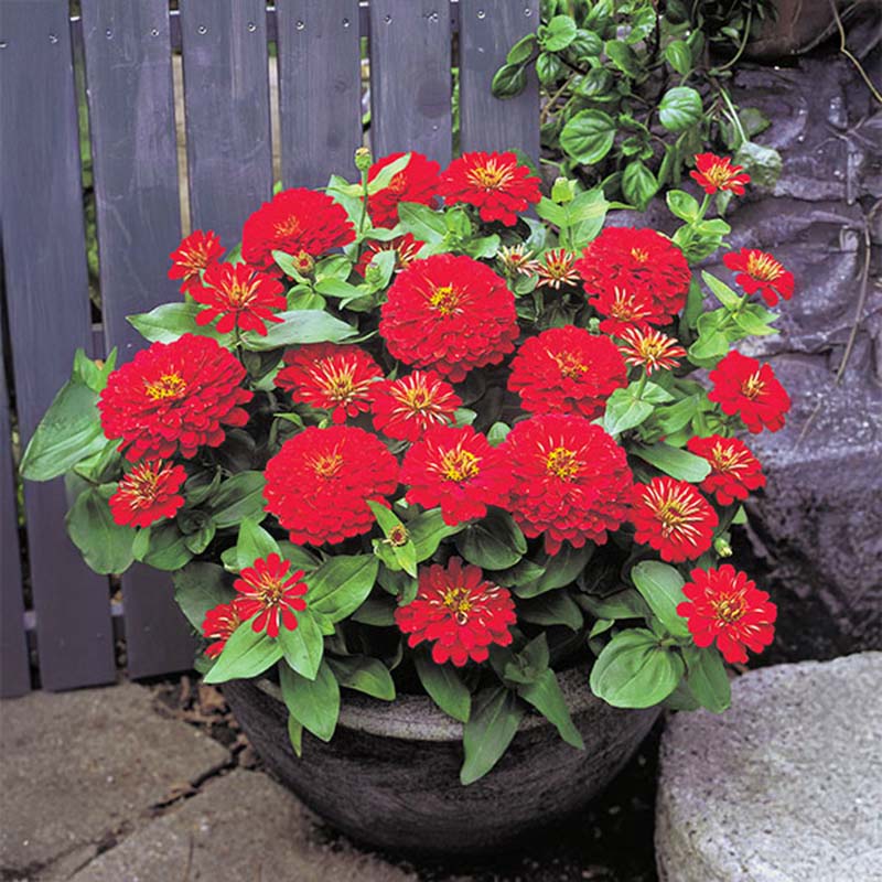 Zinnia Dreamland Red F1 Seed – Harris Seeds