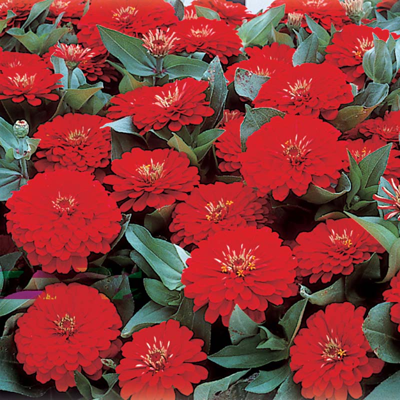 Zinnia Dreamland Red F1 Seed – Harris Seeds