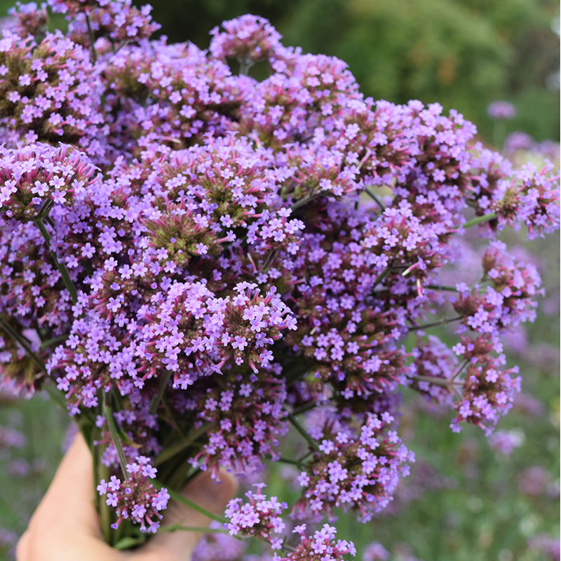 Verbena Bonariensis Finesse Seed – Harris Seeds