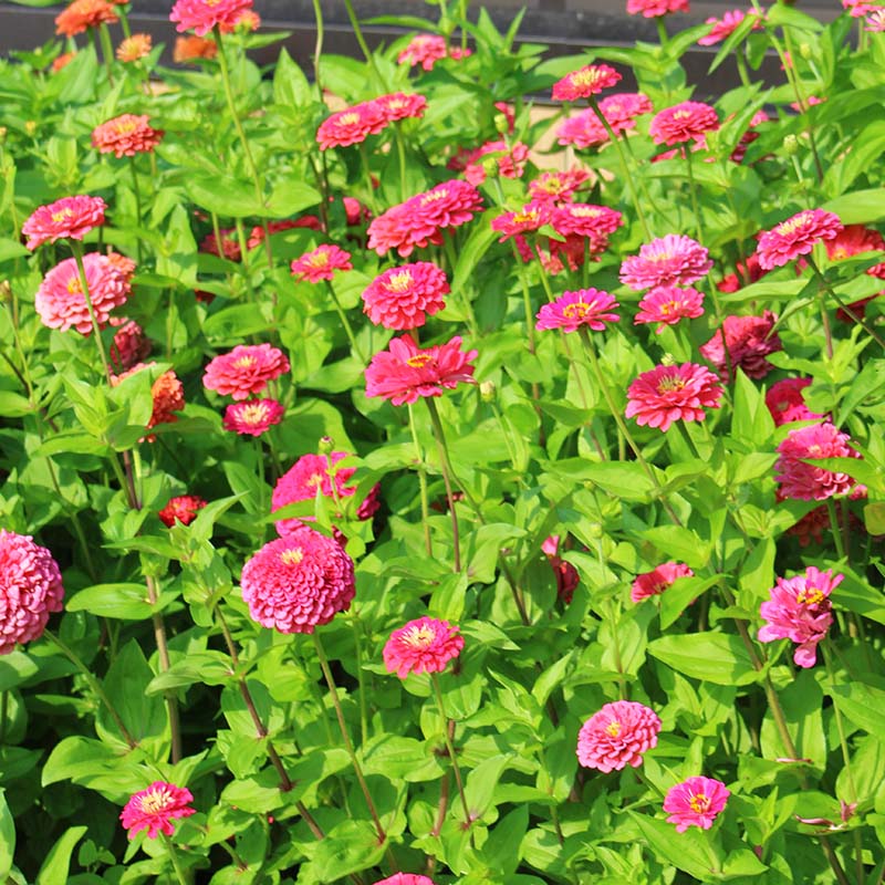 Zinnia Benary's Giant Carmine Rose Seed – Harris Seeds