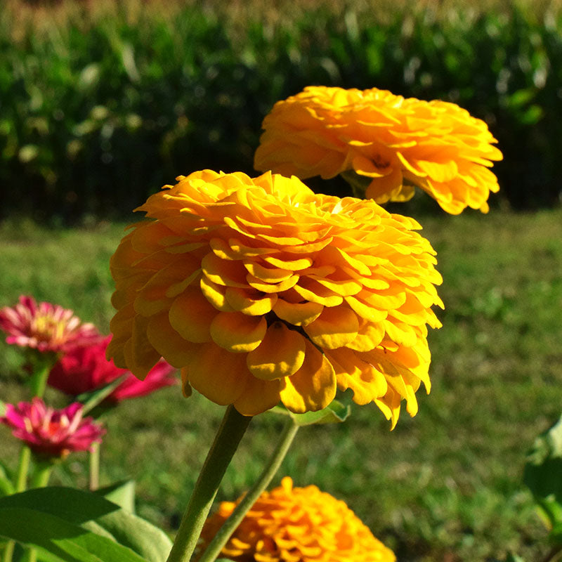 Zinnia Benary's Giant Golden Yellow Seed – Harris Seeds