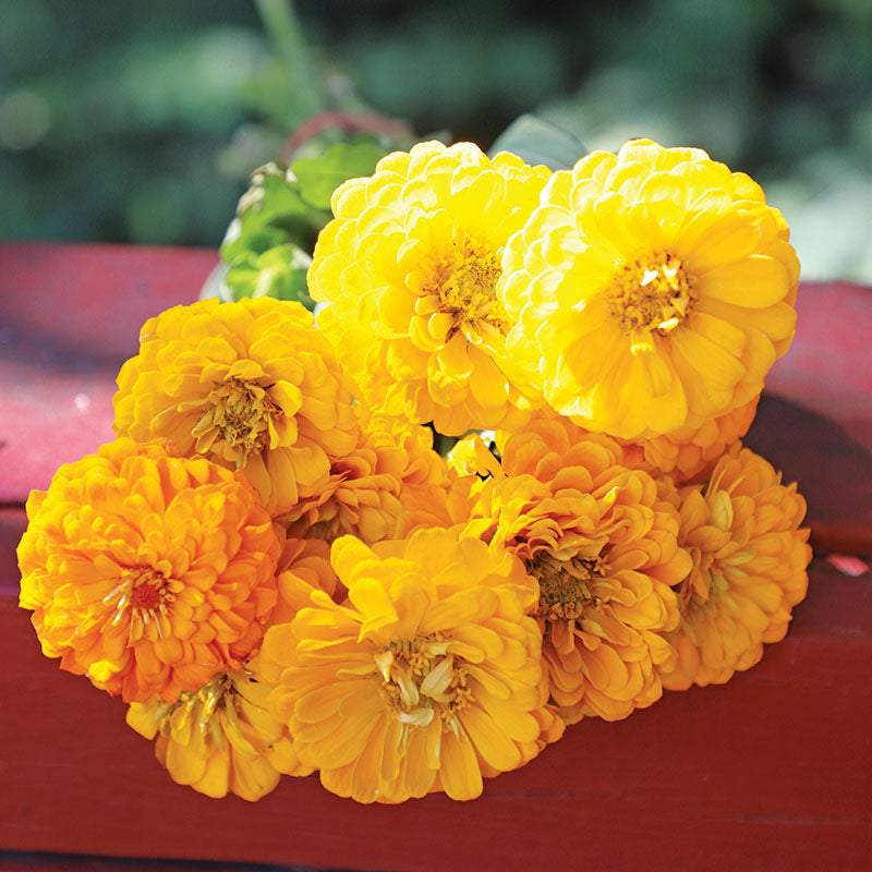 Zinnia Benary's Giant Golden Yellow Seed – Harris Seeds