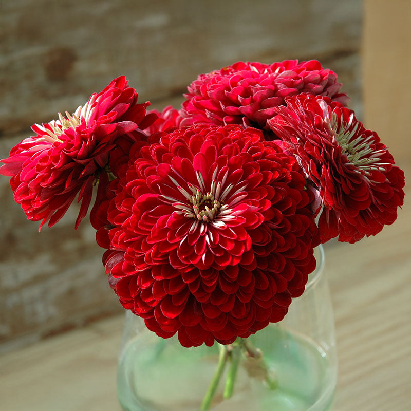 Zinnia Benary's Giant Deep Red Seed – Harris Seeds