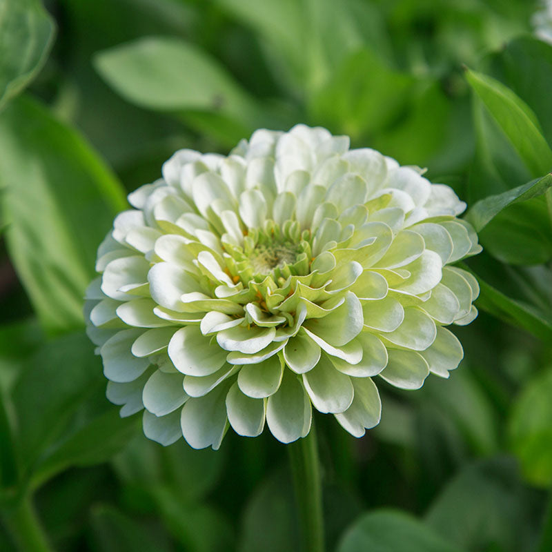 Zinnia Benary's Giant White Seed – Harris Seeds