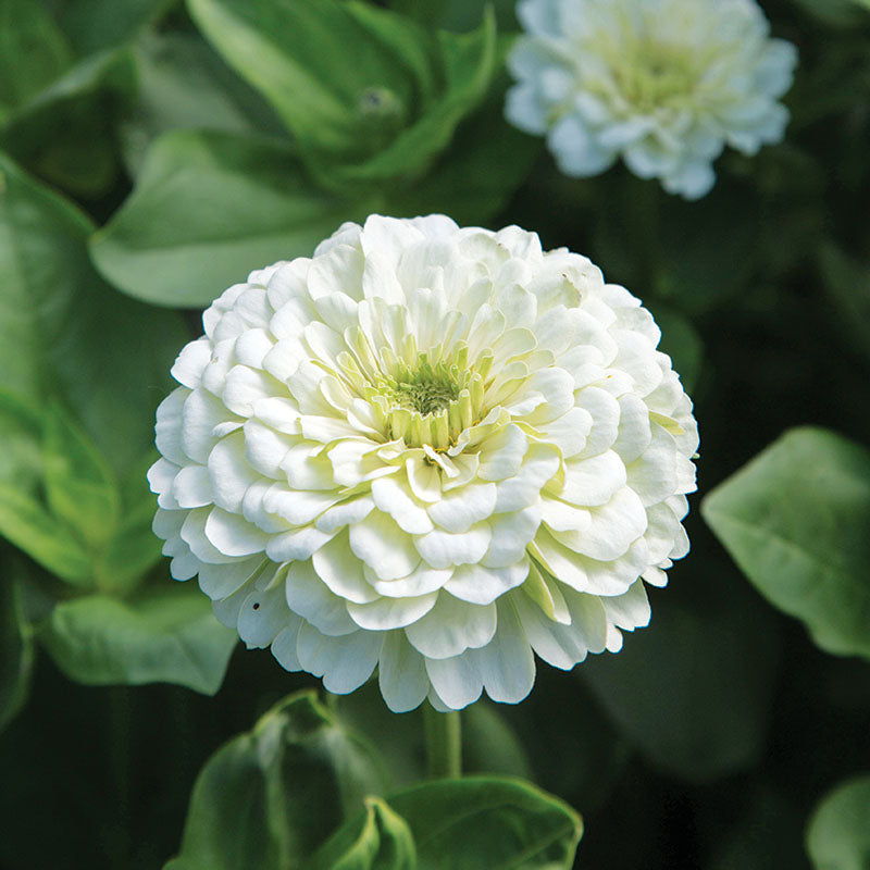 Zinnia Benary's Giant White Seed – Harris Seeds