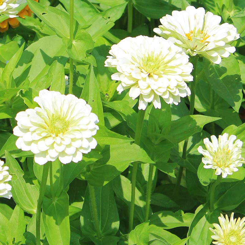 Zinnia Benary's Giant White Seed – Harris Seeds