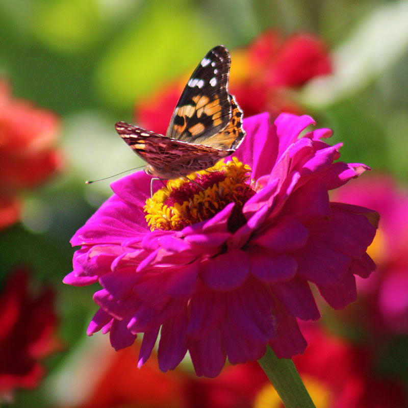 Zinnia Benary's Giant Purple Seed – Harris Seeds