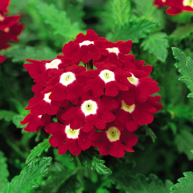Verbena Obsession Eyed Mix Seed – Harris Seeds