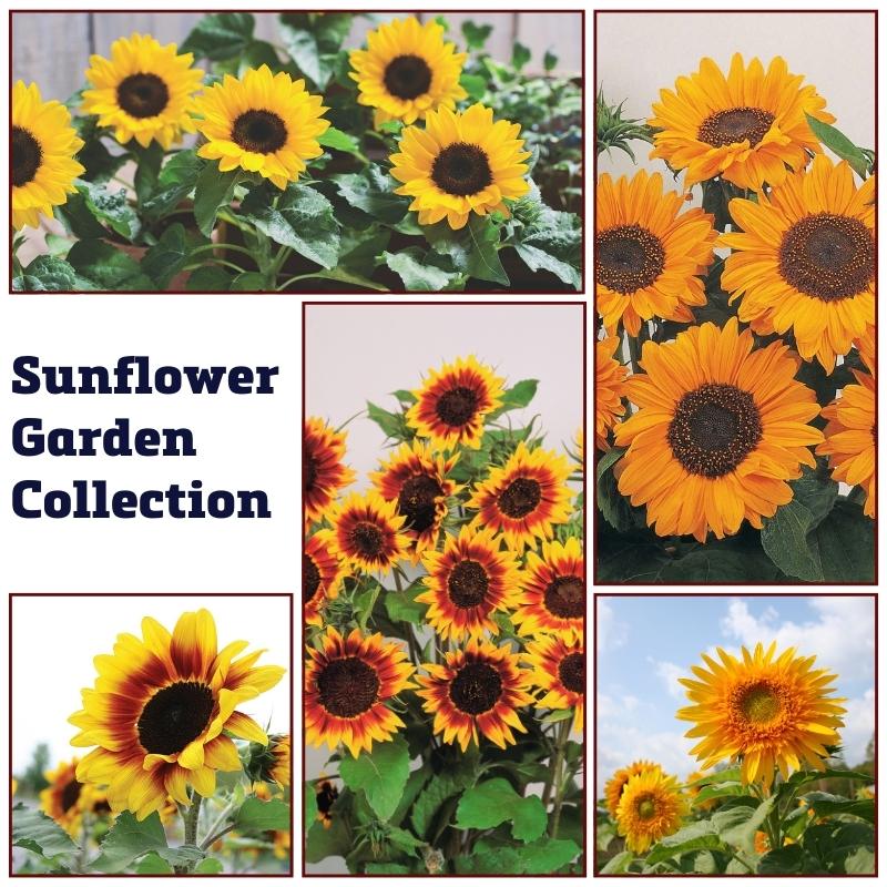 Sunflower Garden Collection Seed – Harris Seeds