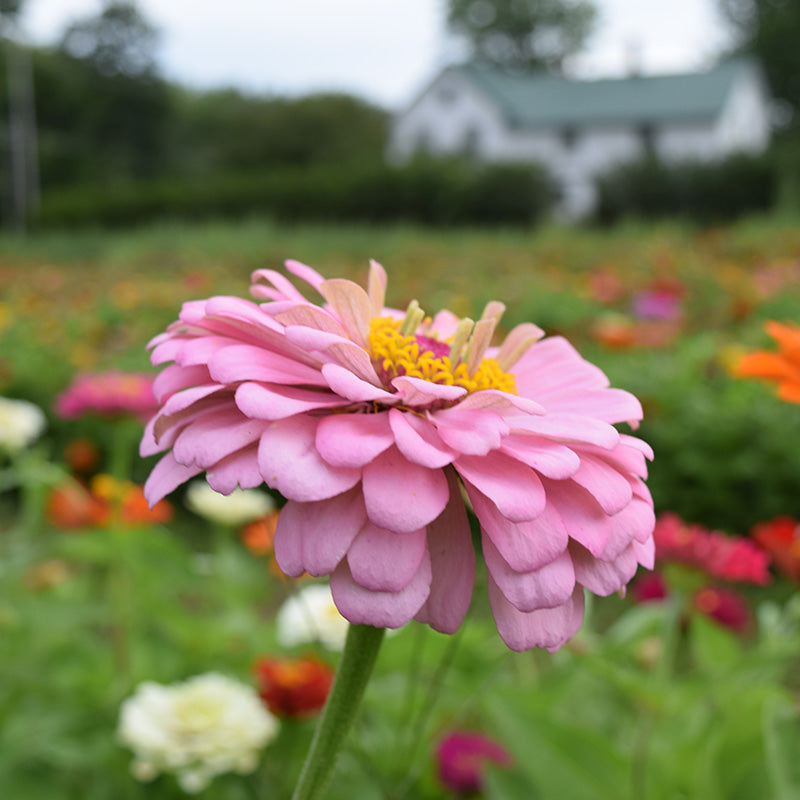 Zinnia Benary's Giant Collection Seed – Harris Seeds