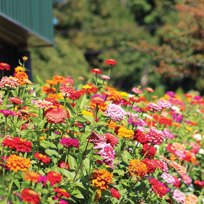 Zinnia Benary's Giant Collection Seed – Harris Seeds