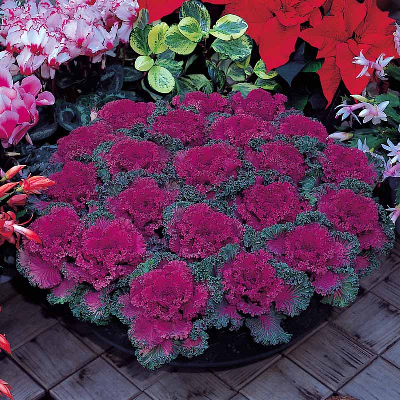 Ornamental Kale Home Garden Collection F1 Seed – Harris Seeds