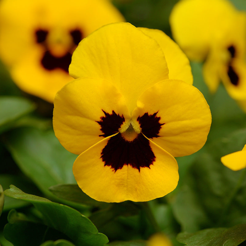 Pansy Delta Premium Yellow Blotch F1 Seed – Harris Seeds