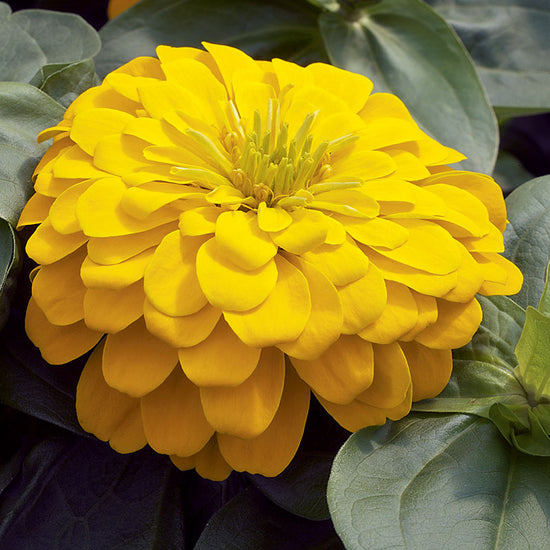 Zinnia Magellan Mix F1 Seed – Harris Seeds