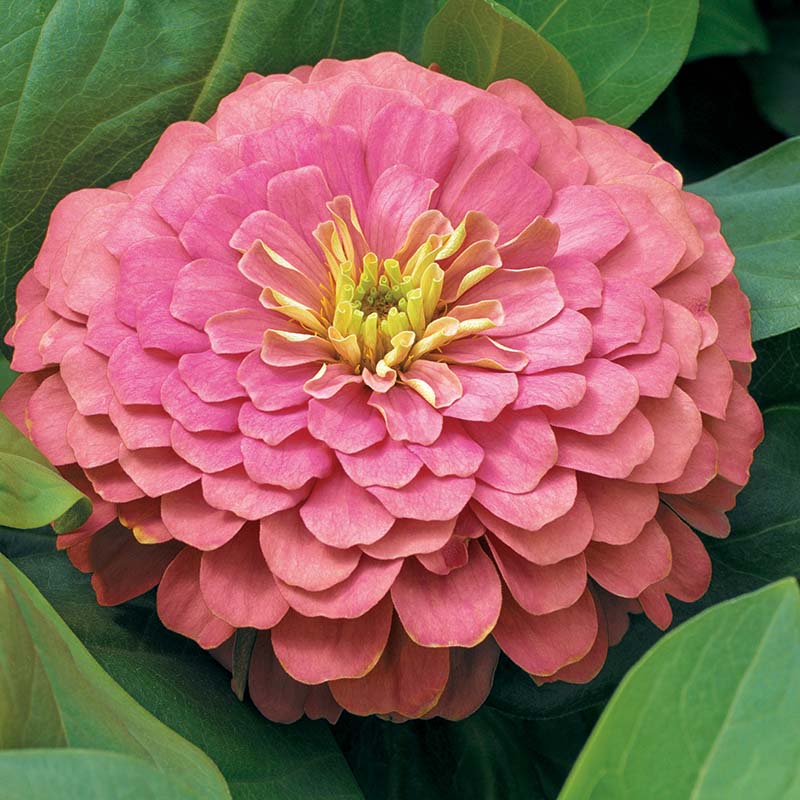 Zinnia Magellan Mix F1 Seed – Harris Seeds