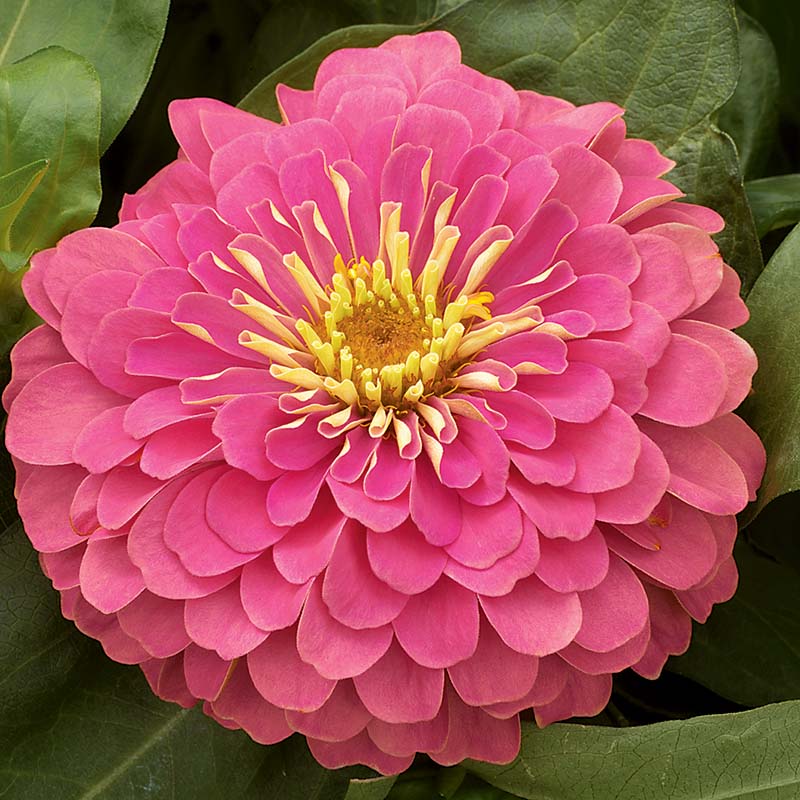 Zinnia Magellan Mix F1 Seed – Harris Seeds