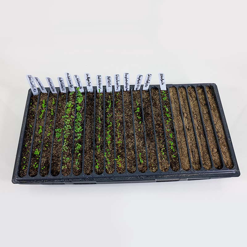 20 Row Germination Trays – Harris Seeds