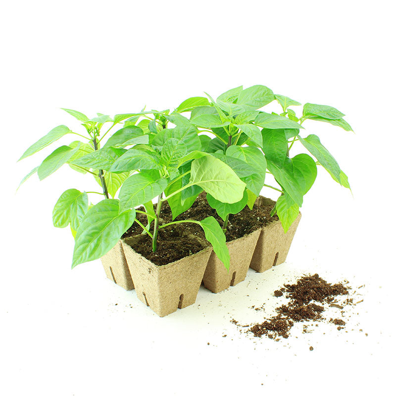 Jiffy 3" Strips – Harris Seeds