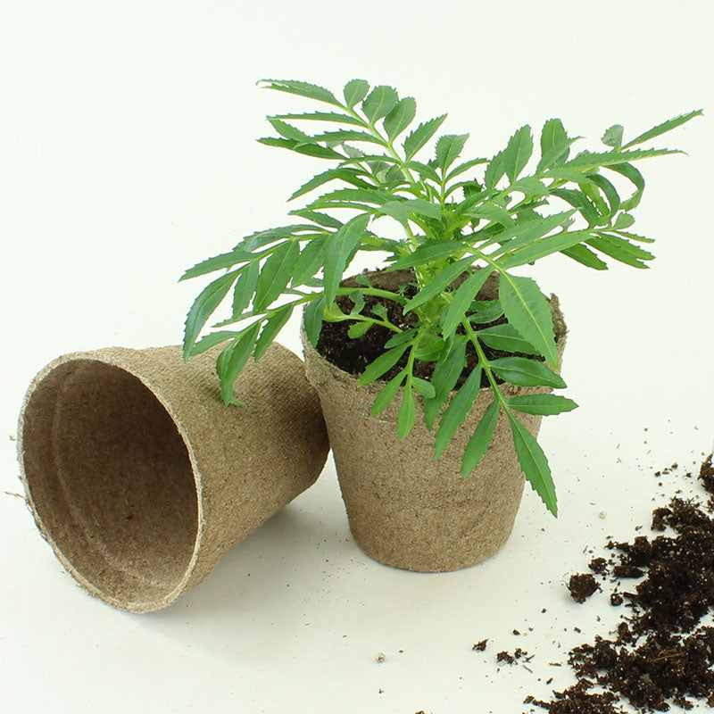 Jiffy 3" Round Pots – Harris Seeds