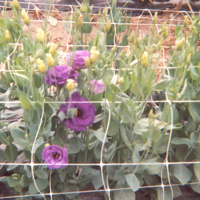 Cut Flower Netting 36" x 328' – Harris Seeds