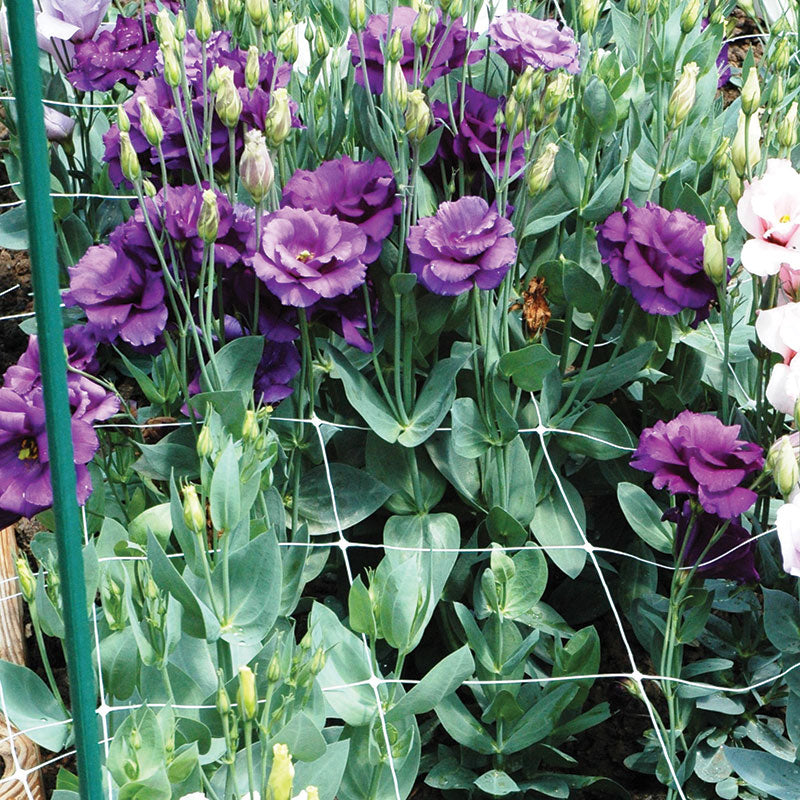 Cut Flower Netting 36" x 328' – Harris Seeds