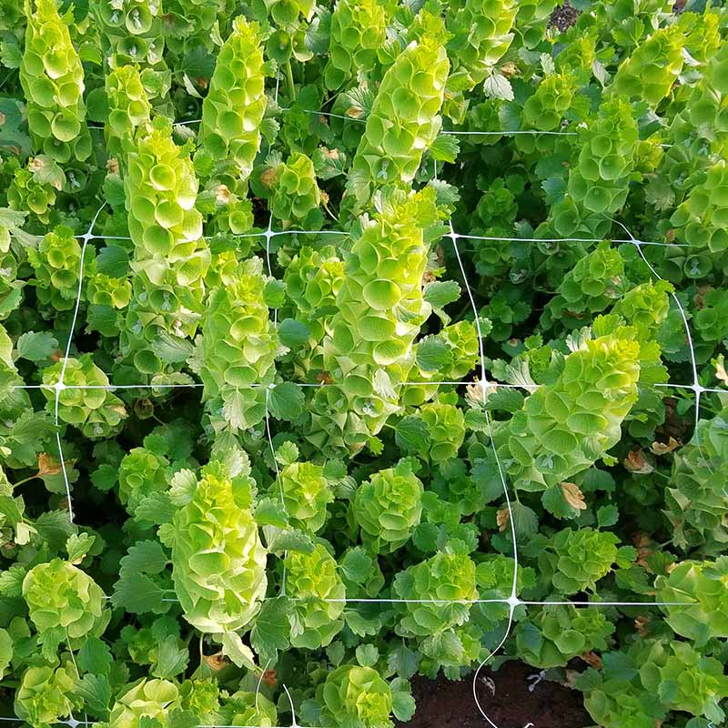Cut Flower Netting 36" x 328' – Harris Seeds