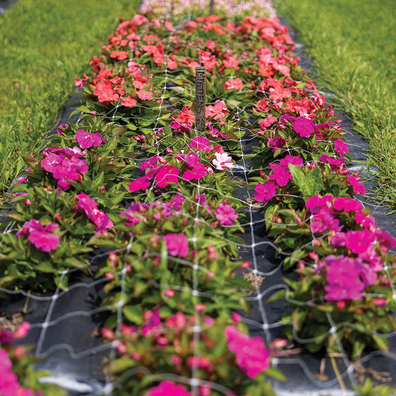 Cut Flower Netting 36" x 328' – Harris Seeds