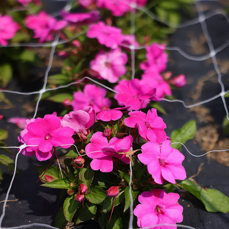 Cut Flower Netting 36" x 328' – Harris Seeds