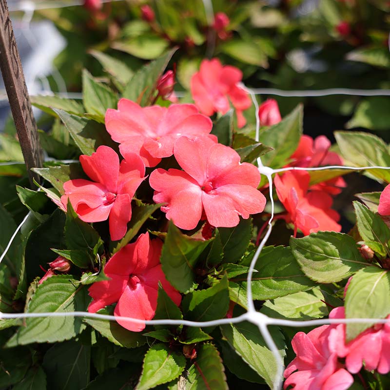 Cut Flower Netting 36" x 328' – Harris Seeds