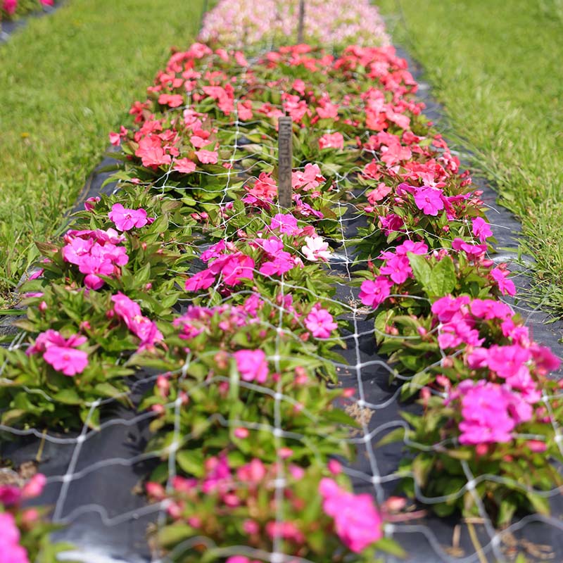Cut Flower Netting 48" x 3280' – Harris Seeds
