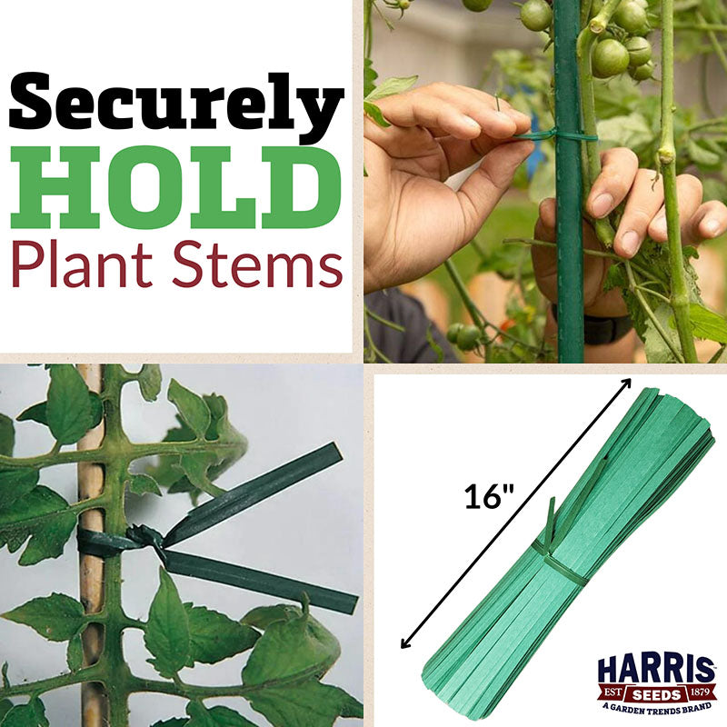 Twistems 16" – Harris Seeds