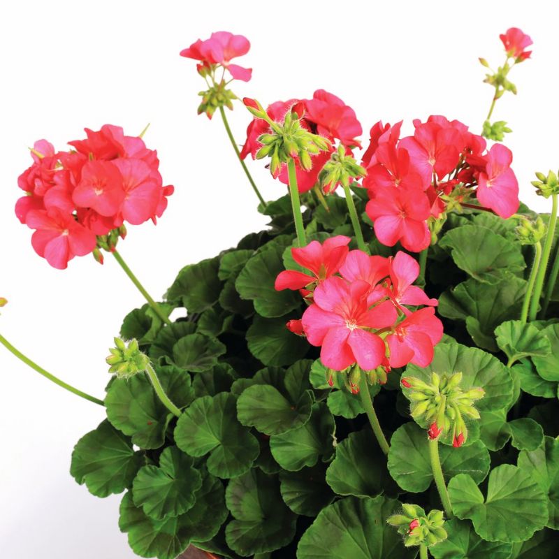 Geranium Maverick Violet F1 Seed – Harris Seeds
