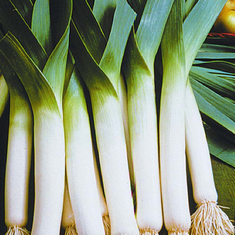 Leek Lancelot Live Plants – Harris Seeds