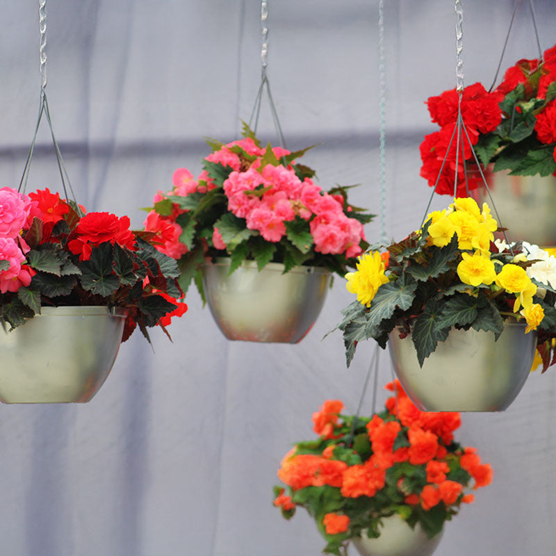 Begonia Nonstop Mix F1 Seed – Harris Seeds