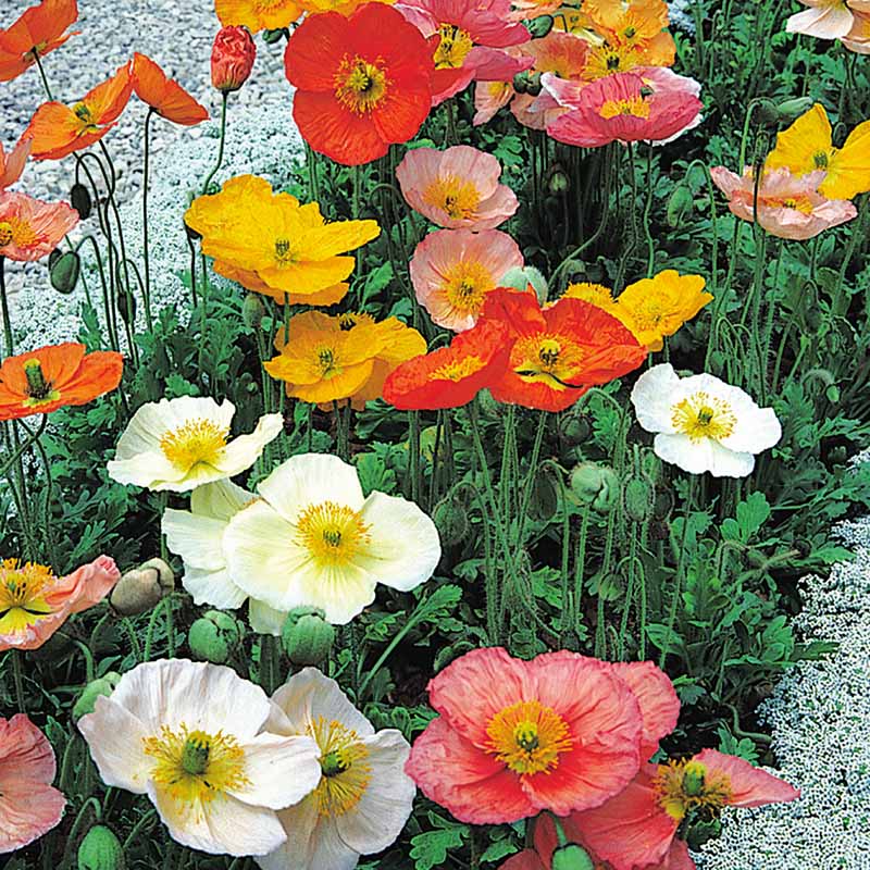 Poppy Champagne Bubbles Mix Seed – Harris Seeds
