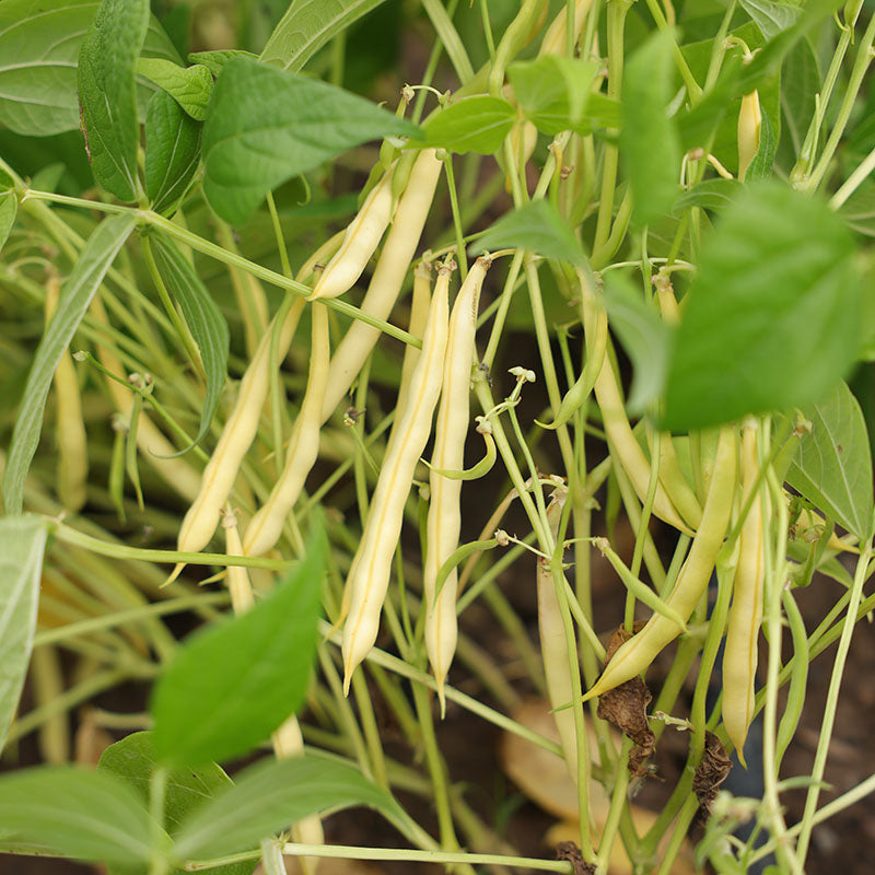 Bean Carson Seed – Harris Seeds