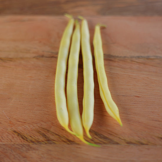 Bean Carson Seed – Harris Seeds