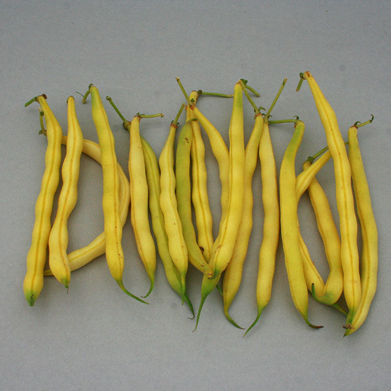 Bean Carson Seed – Harris Seeds