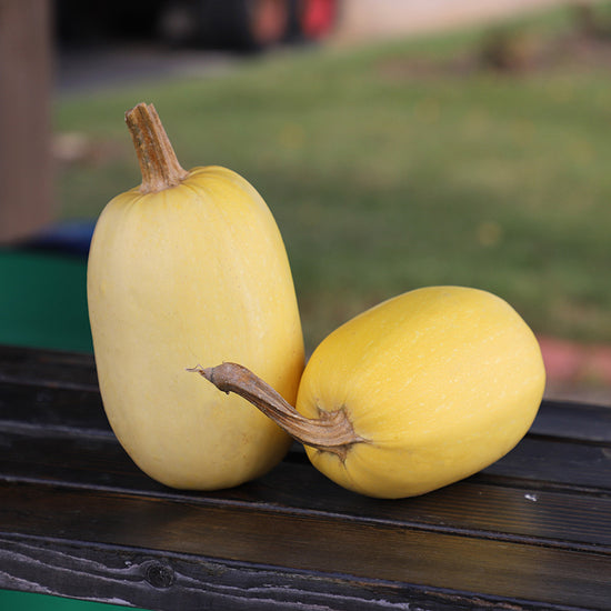 Squash Primavera F1 Seed – Harris Seeds