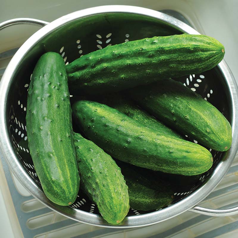 Cucumber Patio Snacker F1 Seed – Harris Seeds