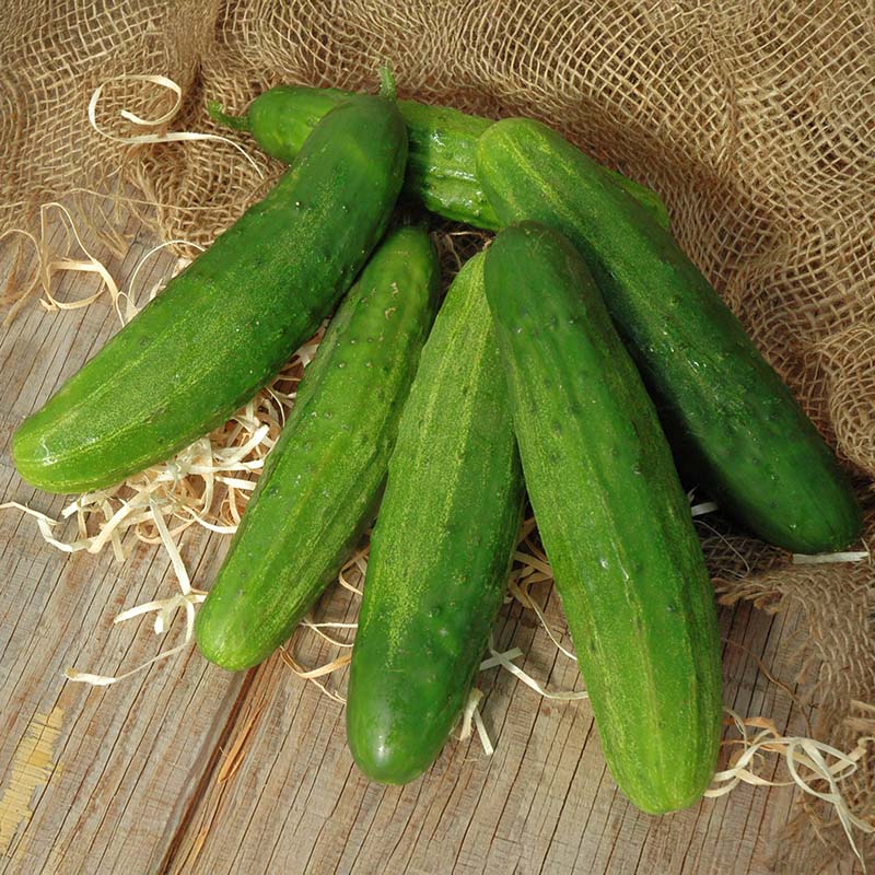 Cucumber Patio Snacker F1 Seed – Harris Seeds