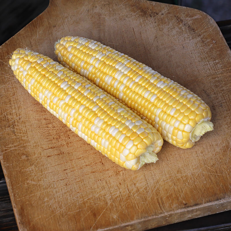 Sweet Corn Honey 'N Pearl F1 Seed – Harris Seeds